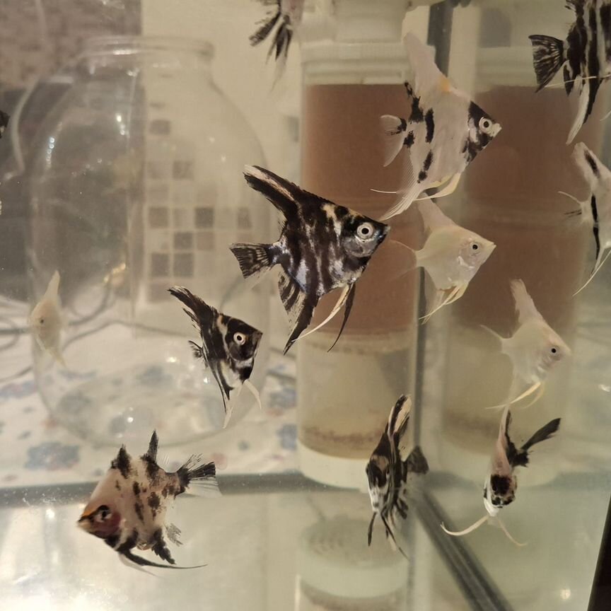 Скалярии разные