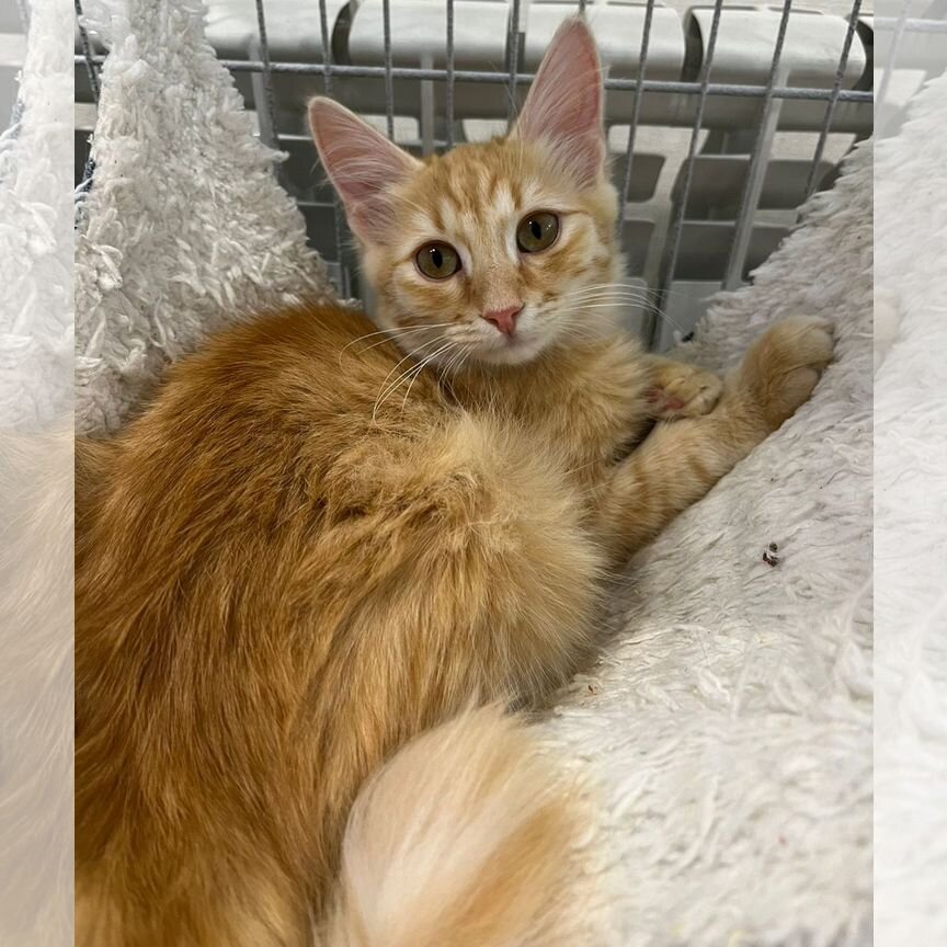 Котенок рыжий привитый пушистик