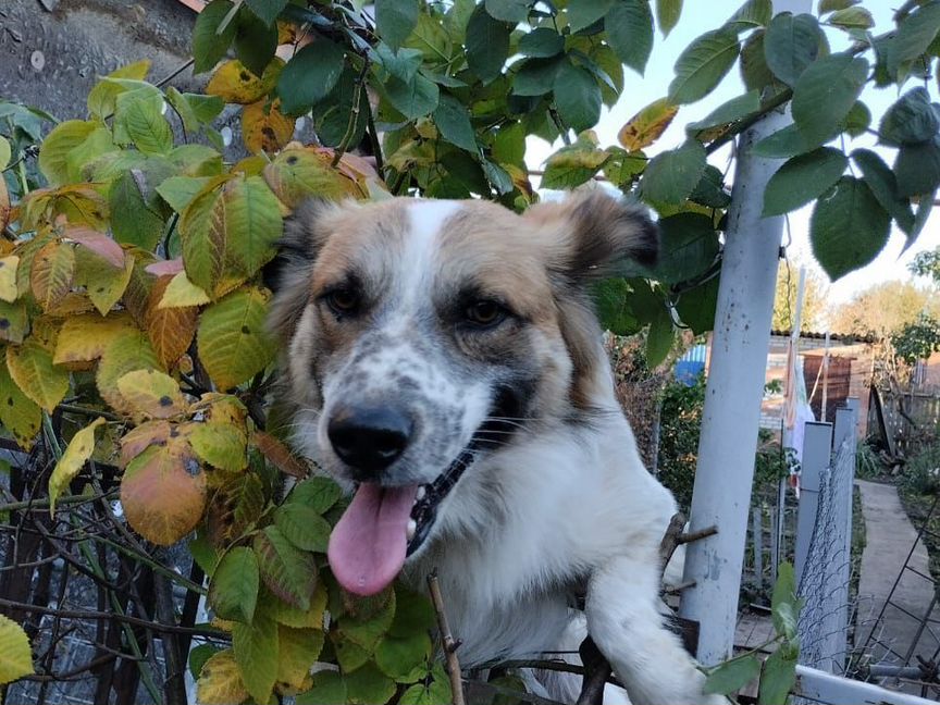 Собака в добрые руки