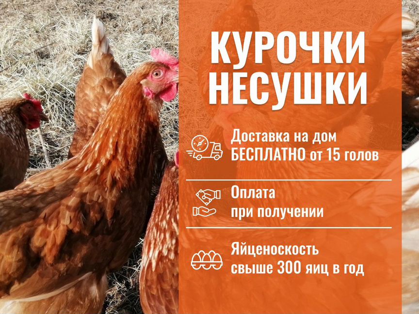 Курочки несушки