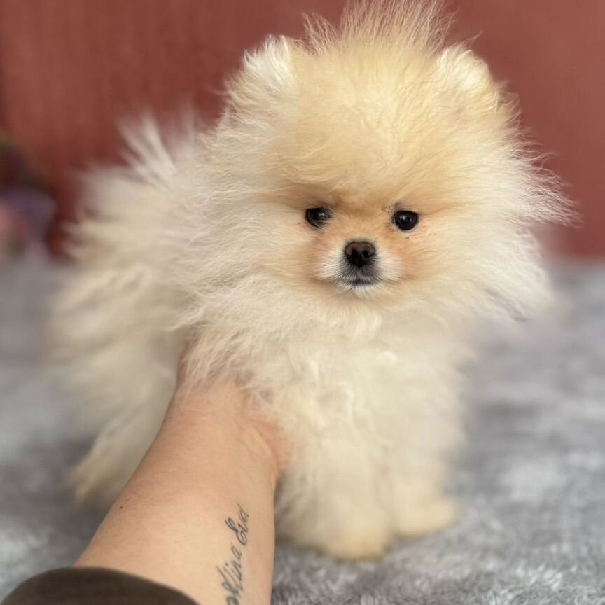 Мини мишка мальчик 4 месяца