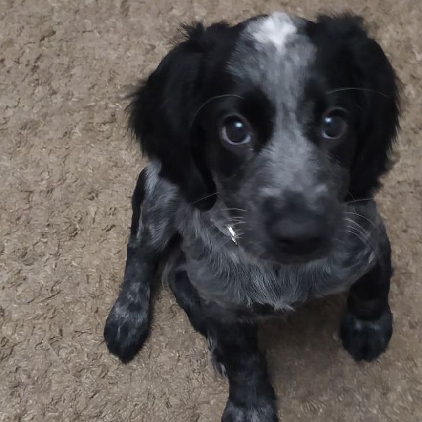 Русский охотничий спаниель, щенок