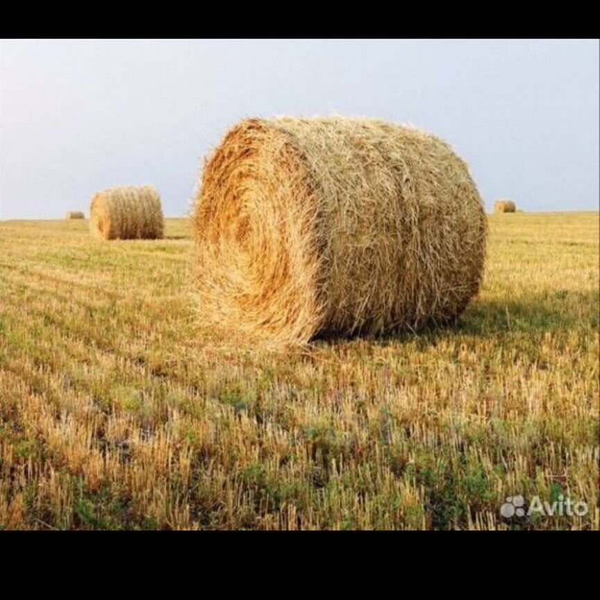 Сено солома