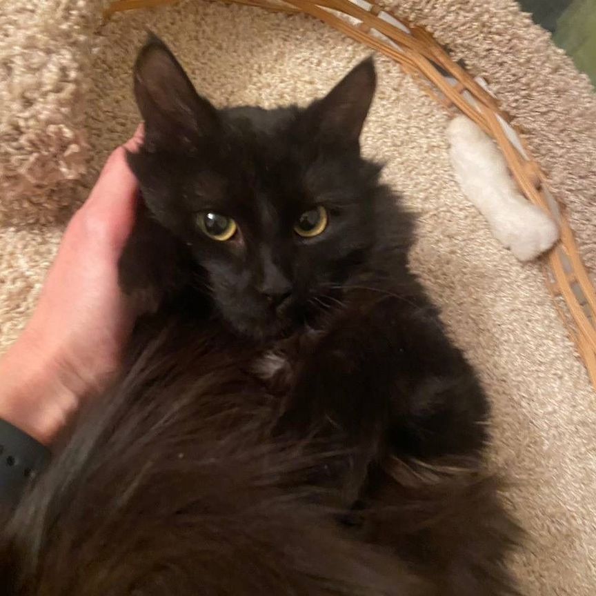 Котенок 8 месяцев