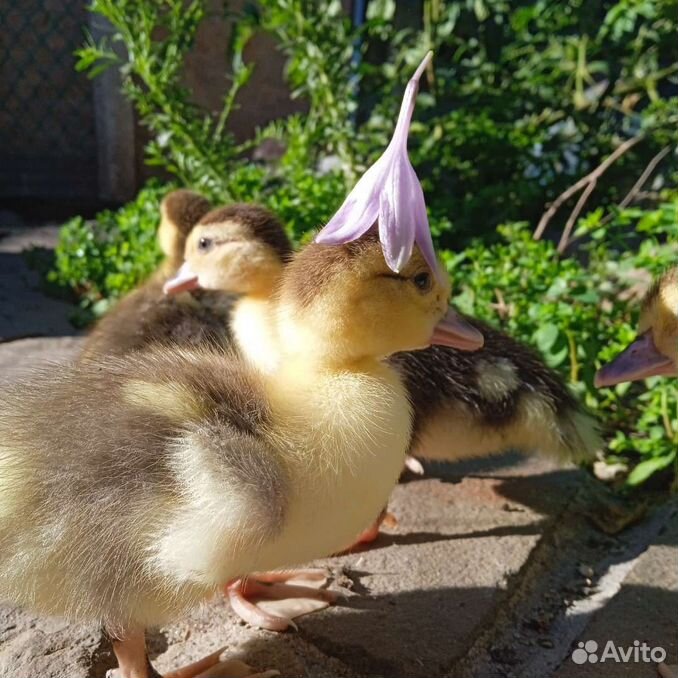 Индоутки и утята