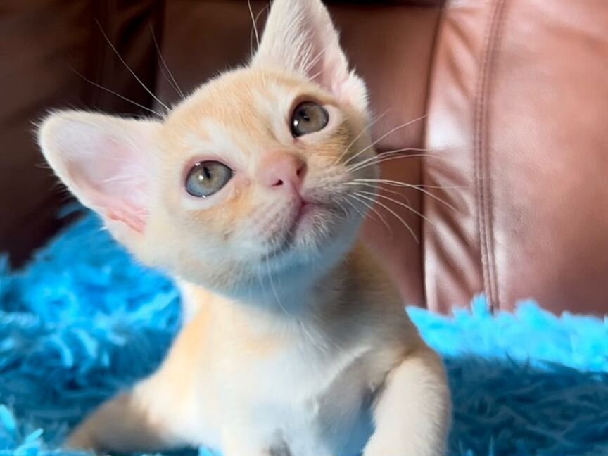 Бурамнский котенок крем
