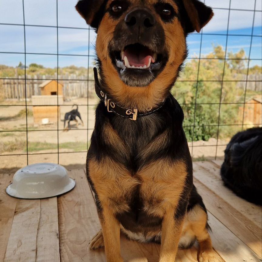 Собака в добрые руки