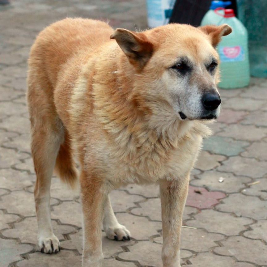 Дедушкины слёзы