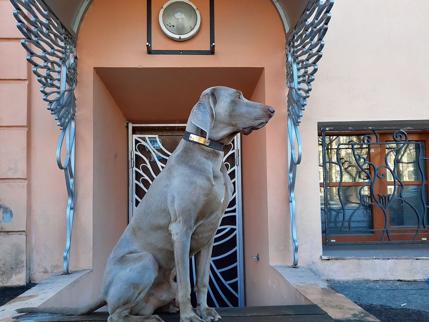 Веймарский бракк предлагается к вязке