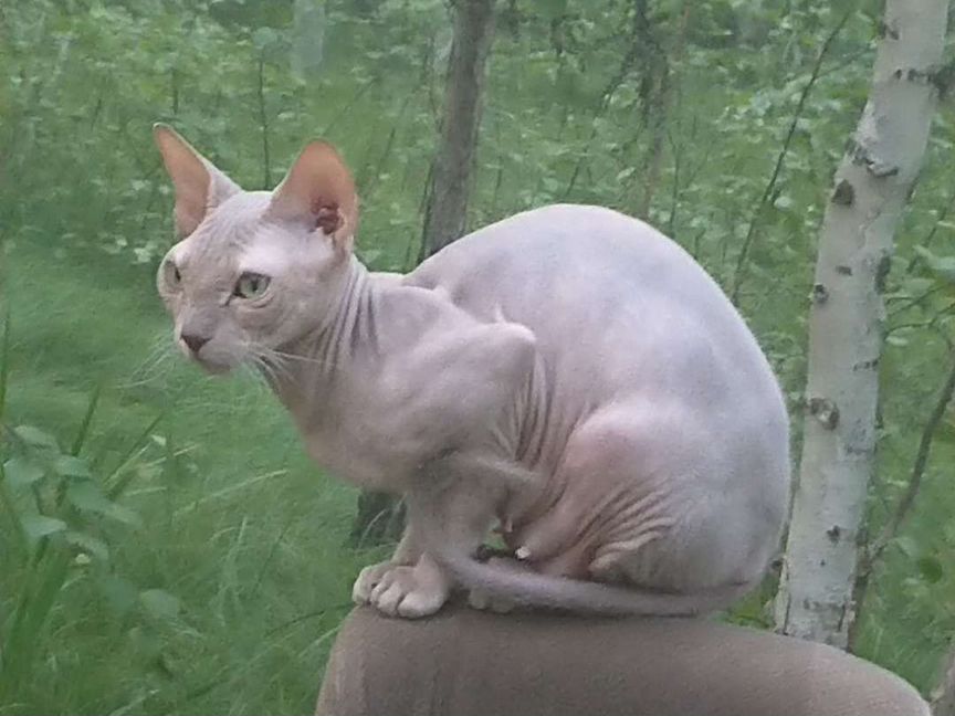 Донской сфинкс вязка