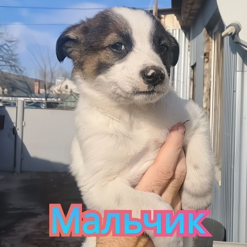 Щенок в добрые руки