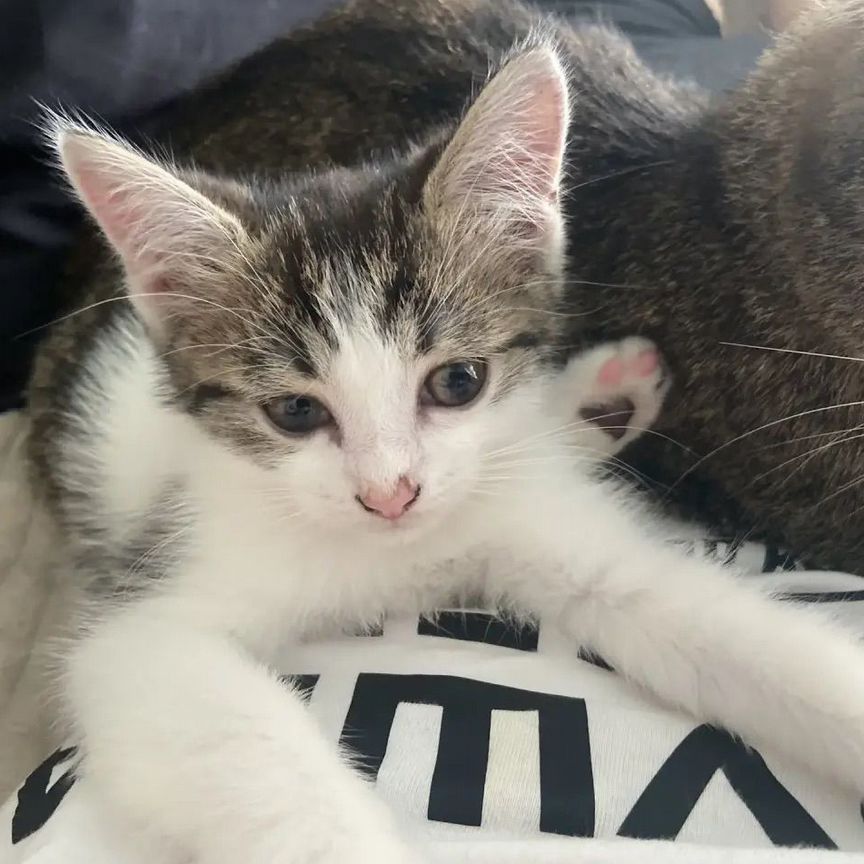 Котёнок в добрые руки