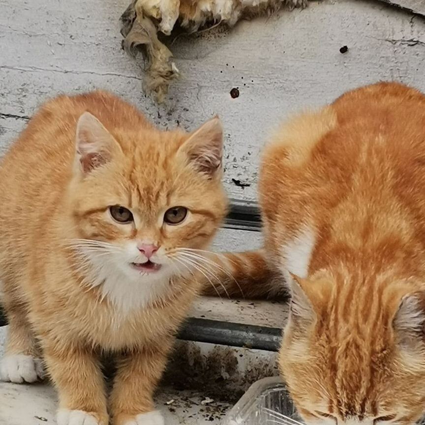 Котята в добрые руки