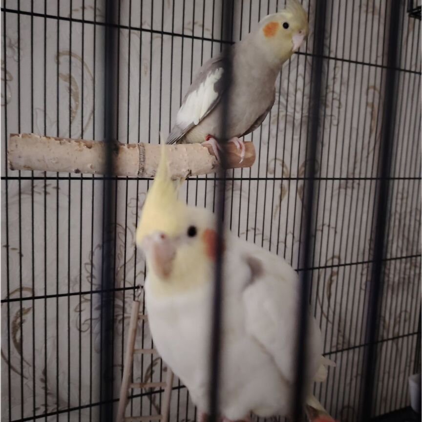 Отдам двух попугаев(кореллы)