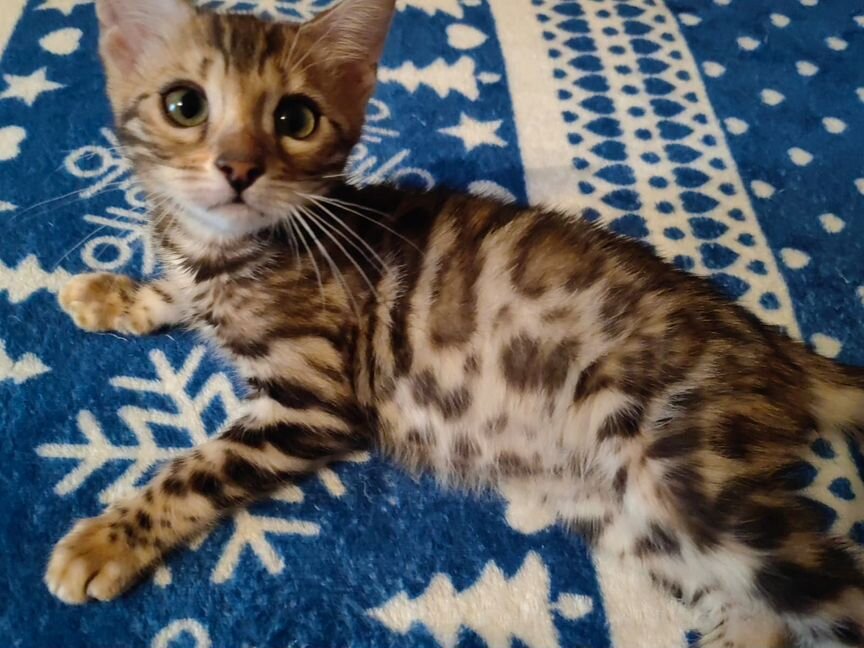 Бенгальские котята