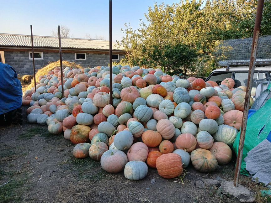 Корма для сельскохозяйственных животных