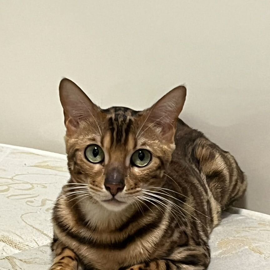 Бенгальская кошка