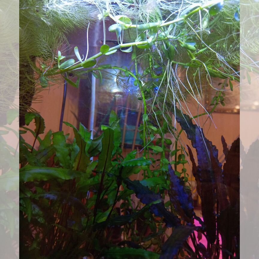 Аквариумные растения