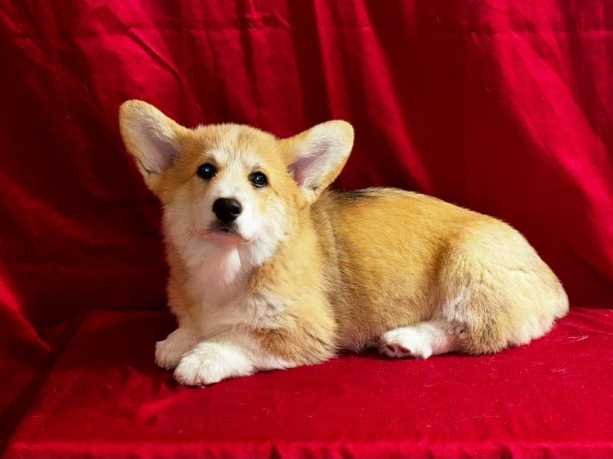 Мальчик для шоу и разведения