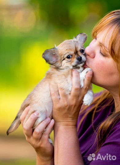 Чихуахуа девочки длинношерстные