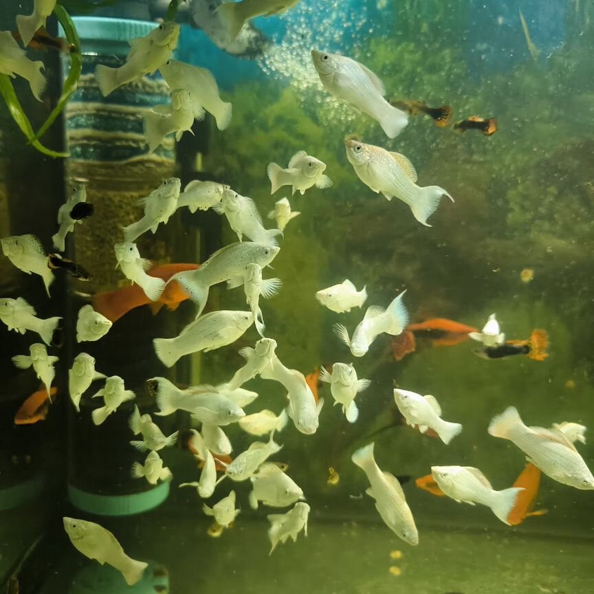 Велифера платина