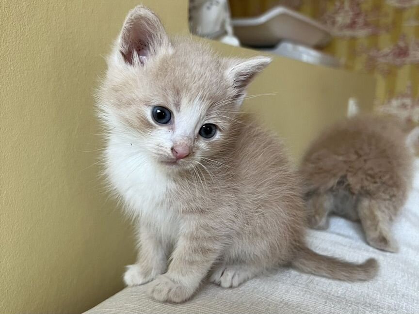 Кошка в дар