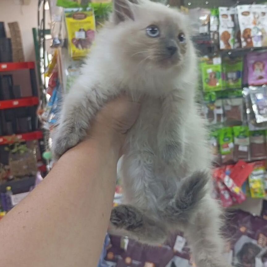 Котёнок в добрые руки
