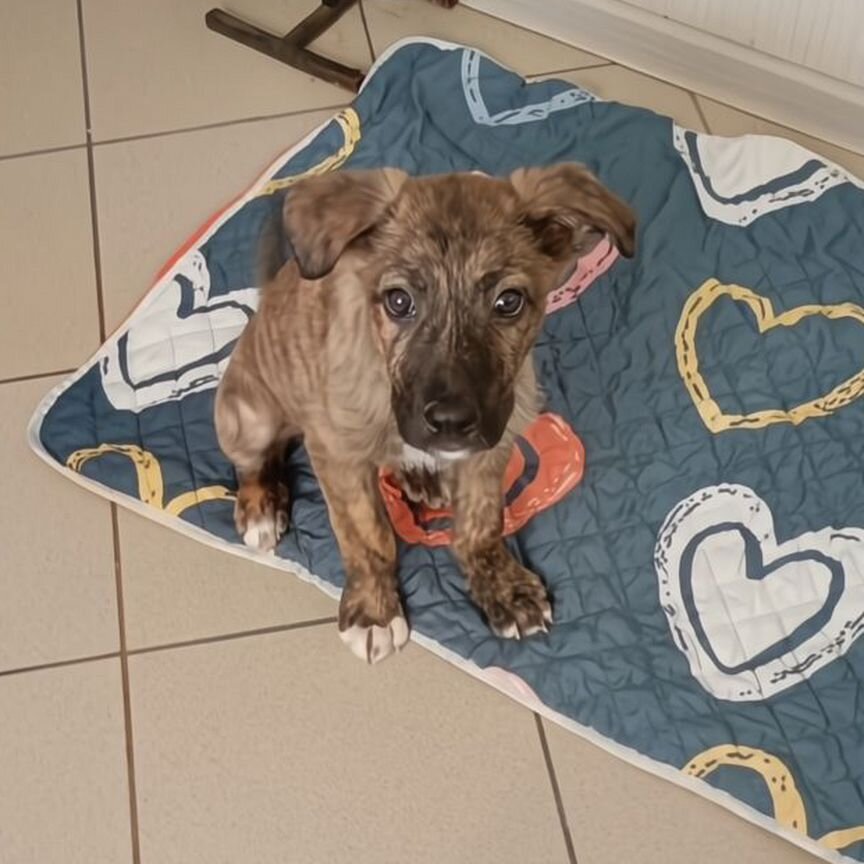 Щенок в добрые руки