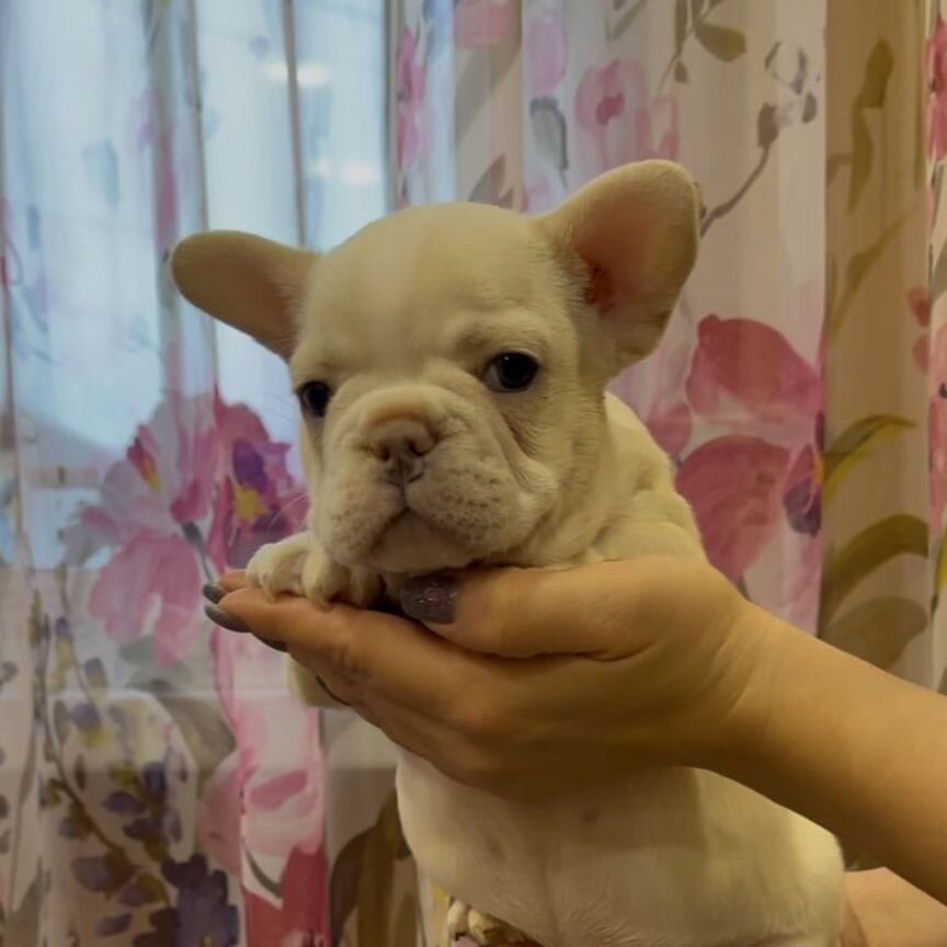 Кремовая девочка от голубо-под родителей