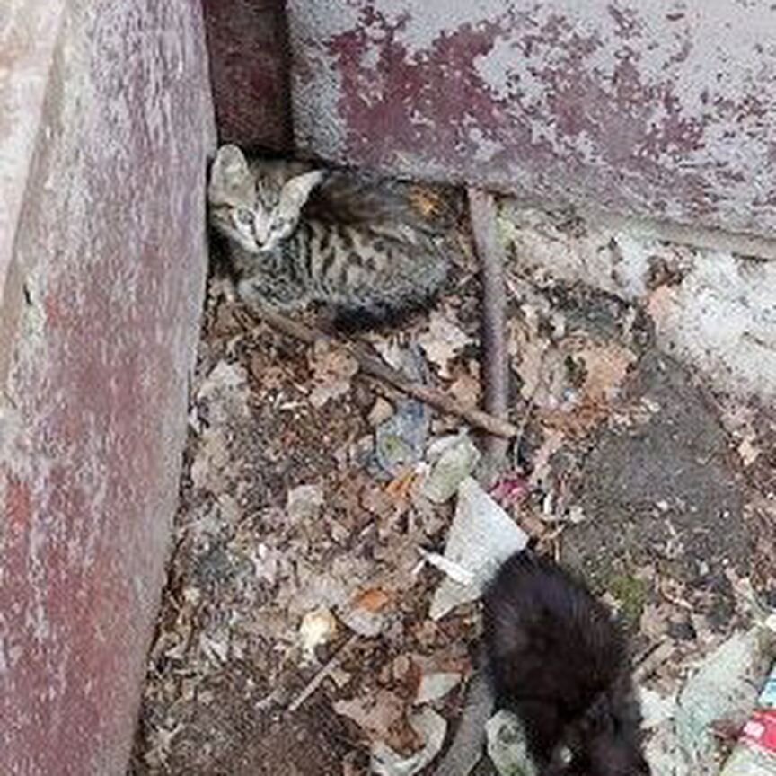 Котята в подвале