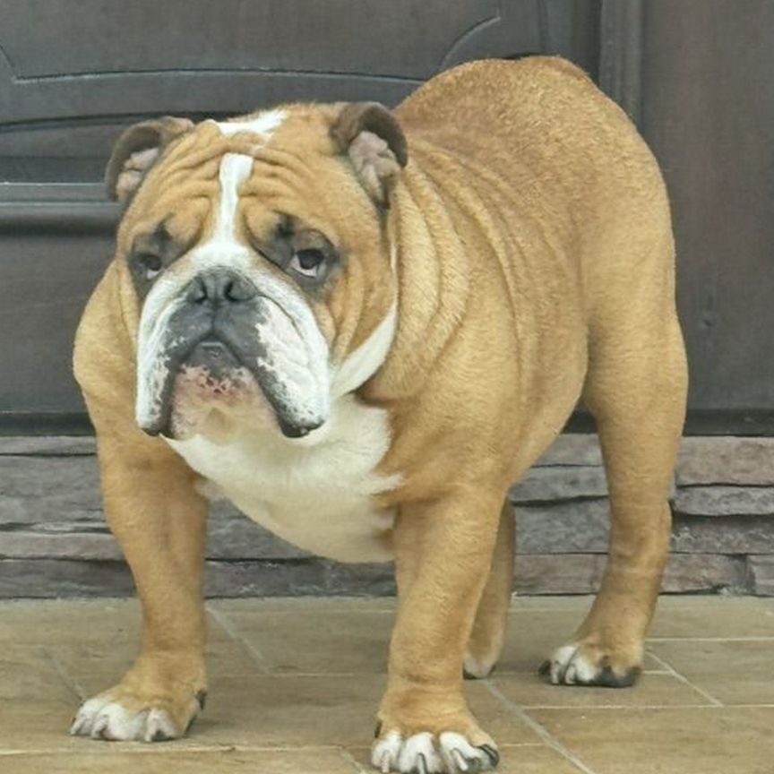 Английский бульдог, взрослая собака