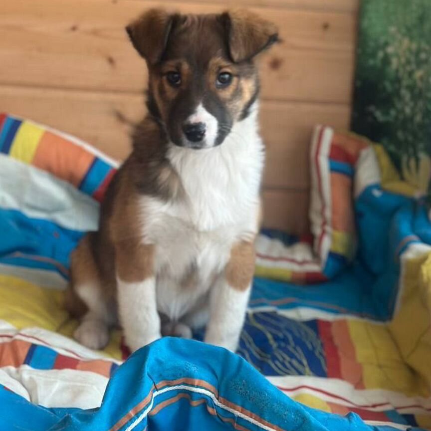 Щенок в добрые руки