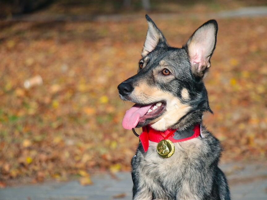 Девочка 1 год, прошла курс дрессировки