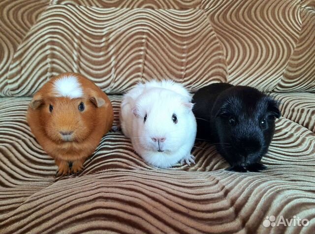 Морские свинки 500р