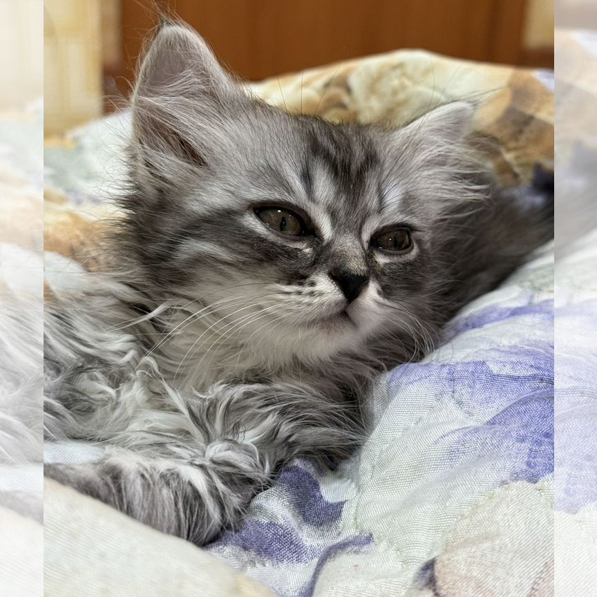 Котенок кошечка шотландская прямоухая