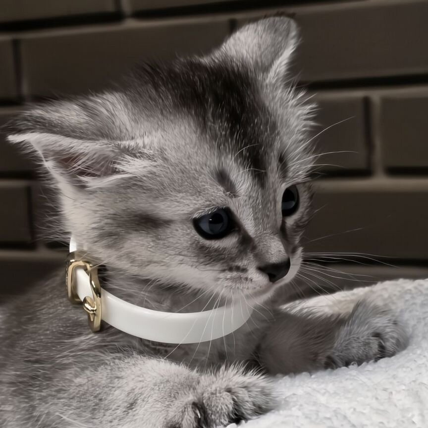 Каракет котёнок