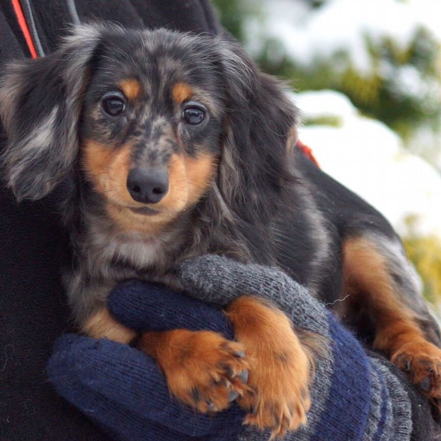 Кроличья такса, щенок