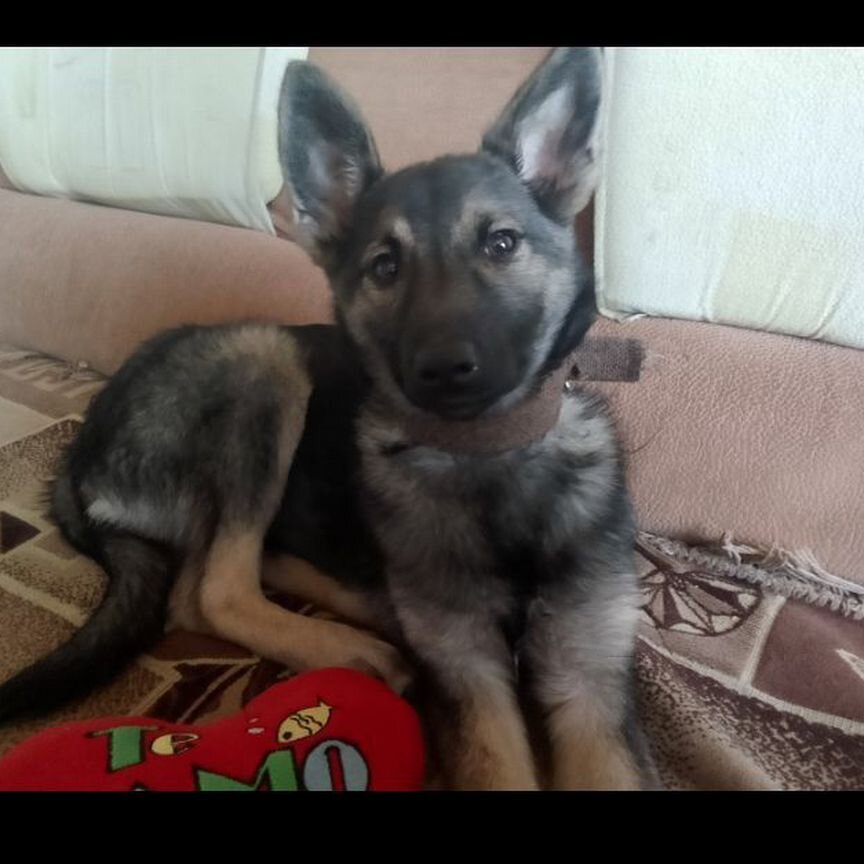 Потерялась собачка