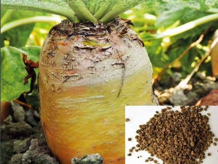 Семена кормовой свеклы эккендорфской желтой