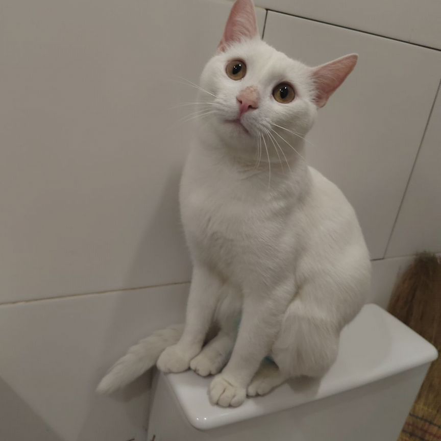 Отдам котика в частный дом