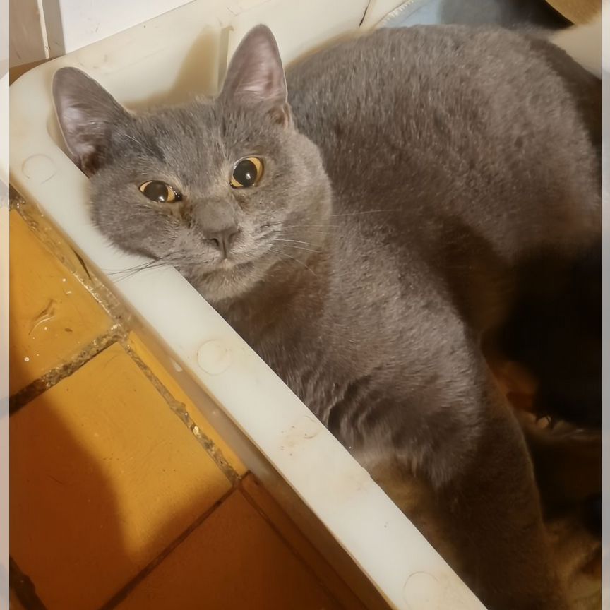 Русский голубой котёнок