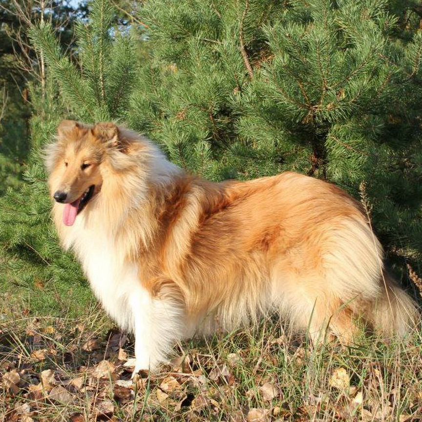 Колли мальчик