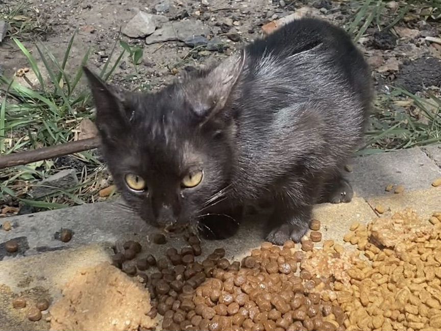 Котенок погибает на улице