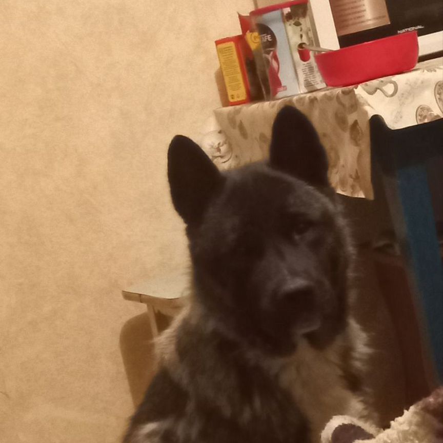 Отдам в добрые руки Американскую акиту