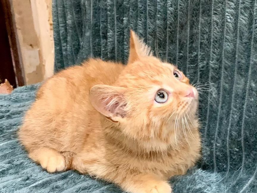 Рыжий котёнок мальчик 3 месяца в добрые руки