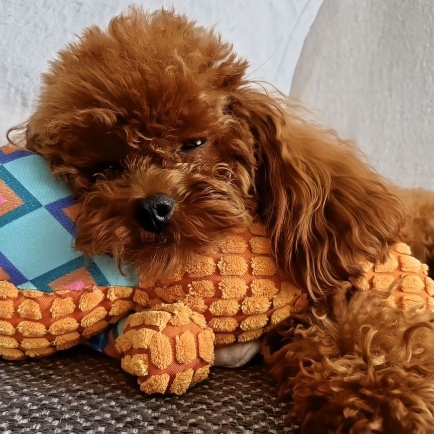 Той-пудель, щенок