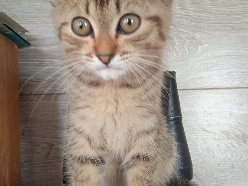 Котенок в добрые руки