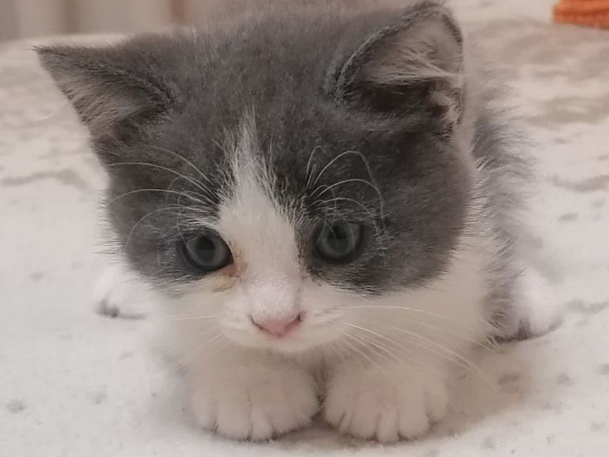 Котята британские сибиряки