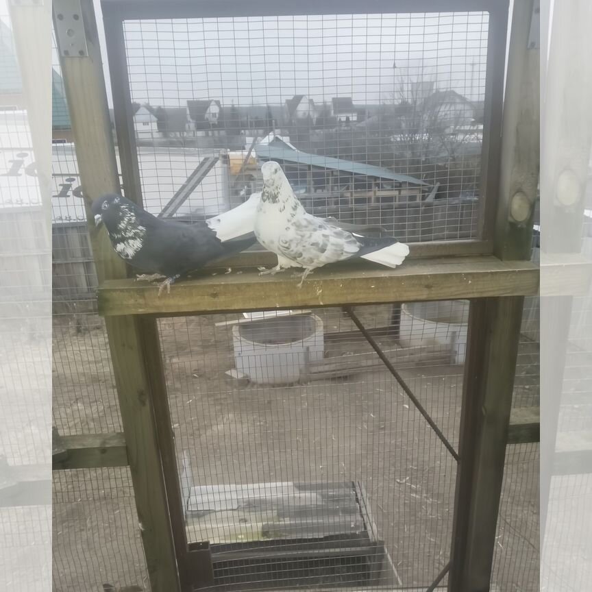 Голубь николаевский