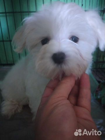 Болонка мальтезе с докуметнами и без